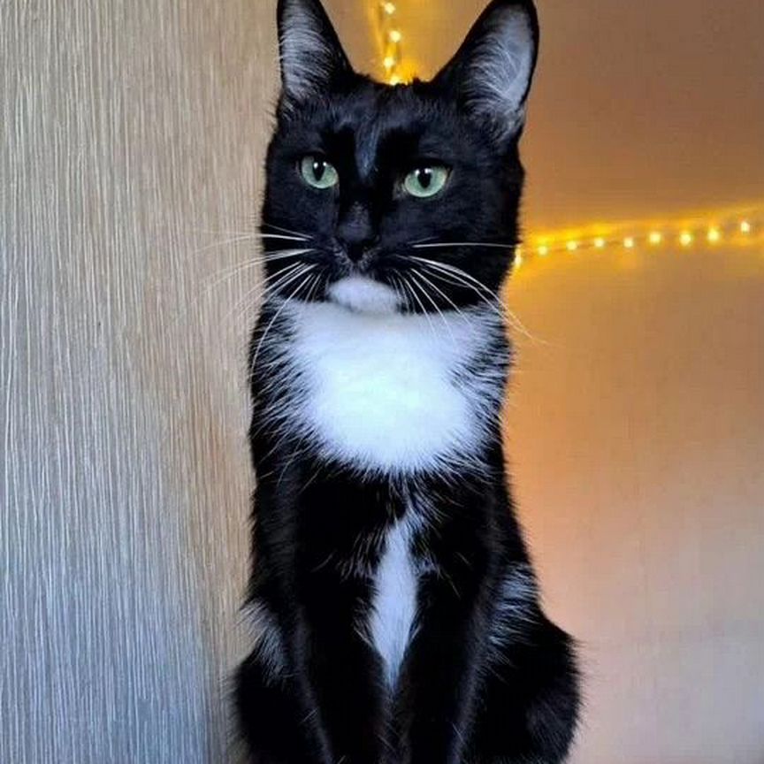 Шикарный кот