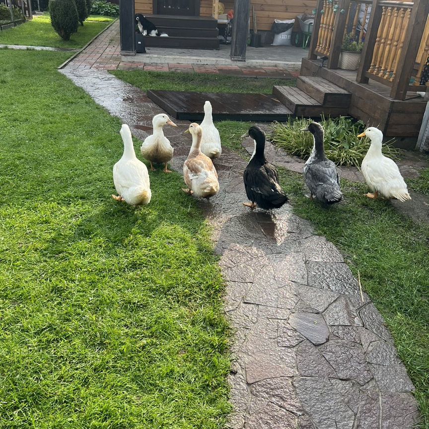 Утки голубой фаворит