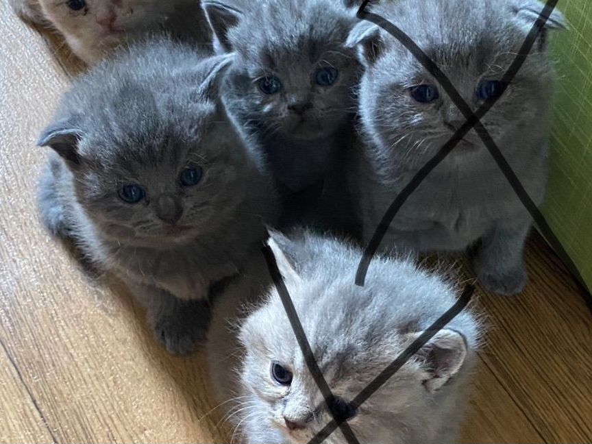 Британские вислоухие котята