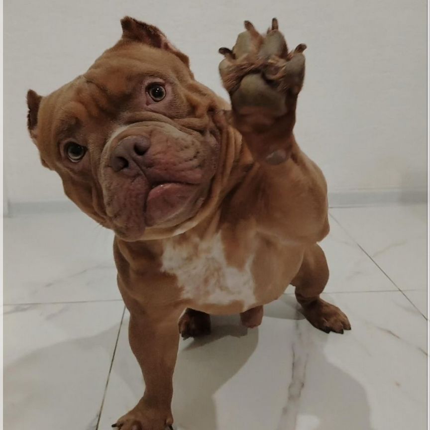 Американский булли покет вязка