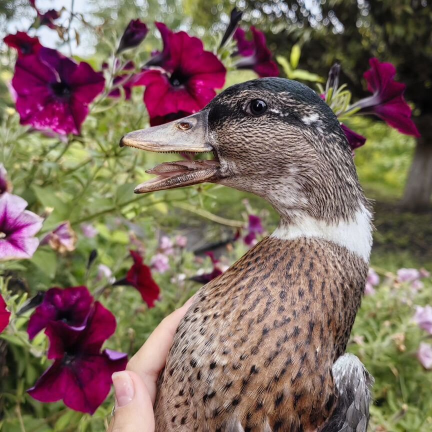 Декоративная утка мини-кряква