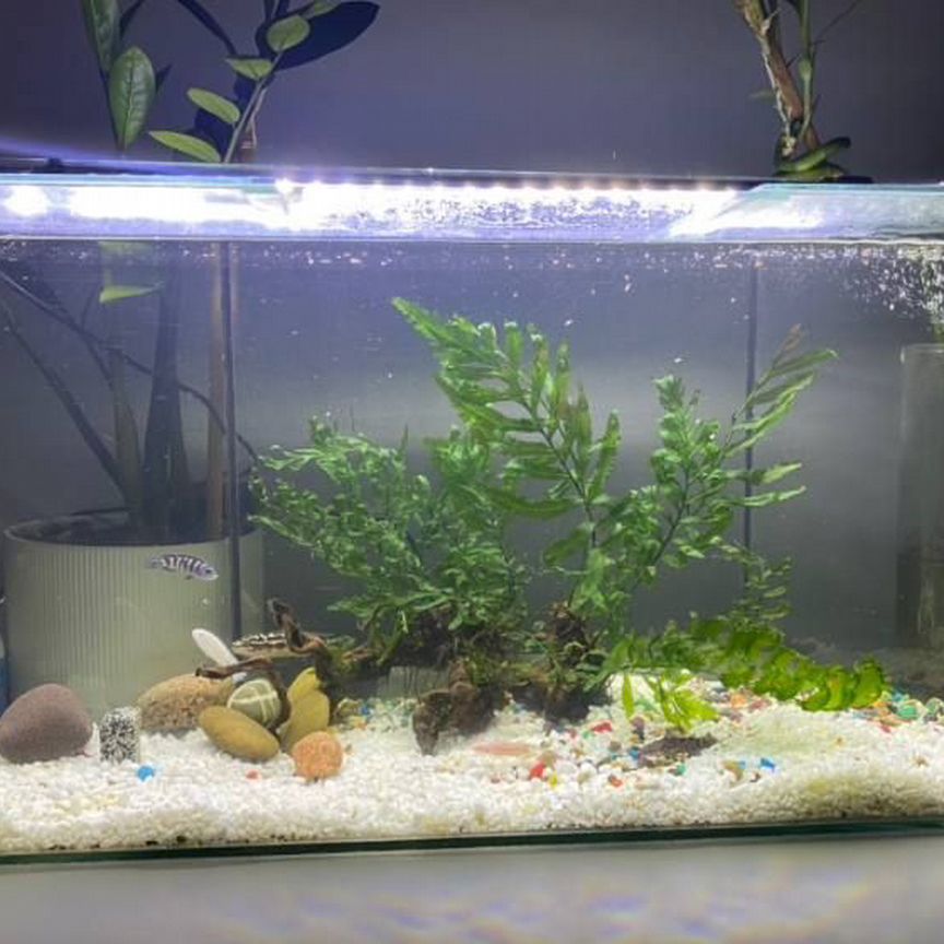 Аквариум 50 литров