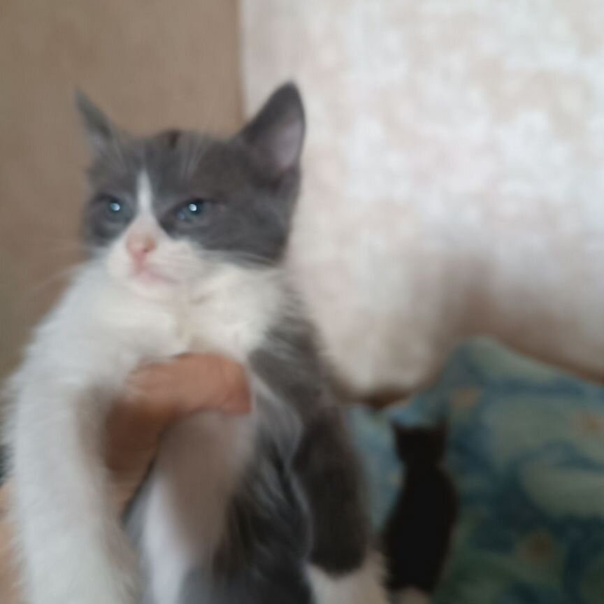 Котята в добрые руки и кот