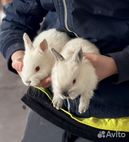Крольчата мясных пород