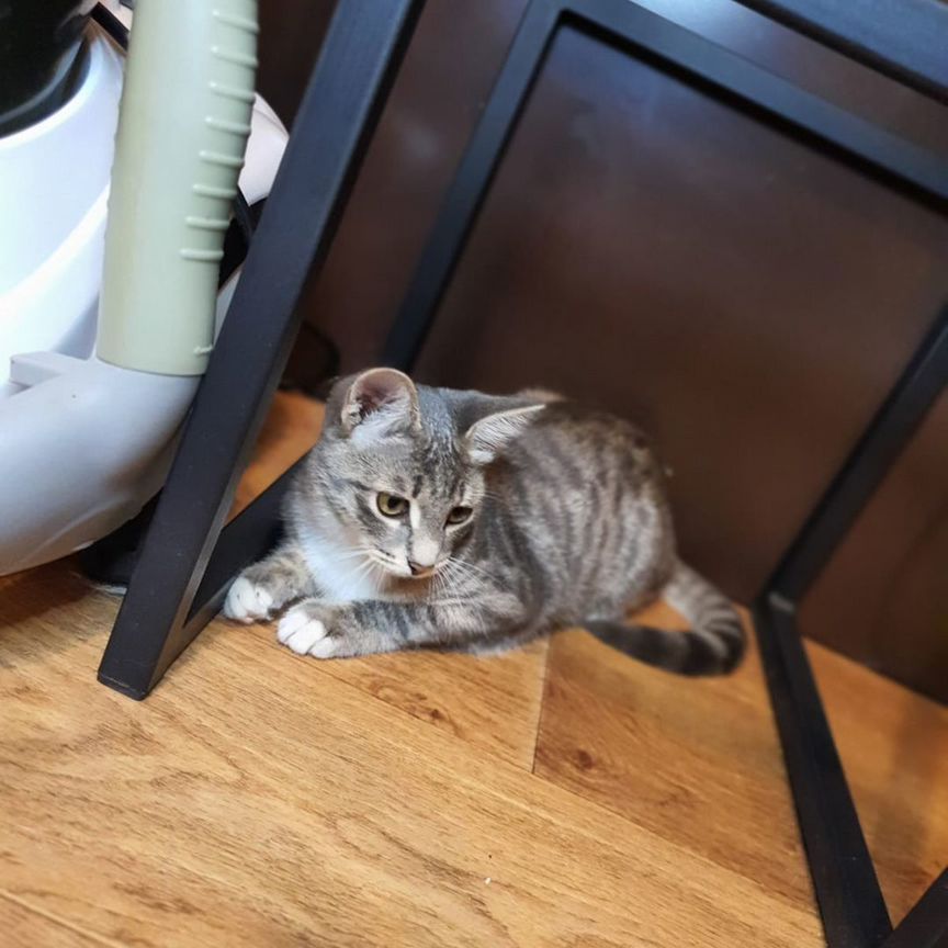 Котенок 3 мес