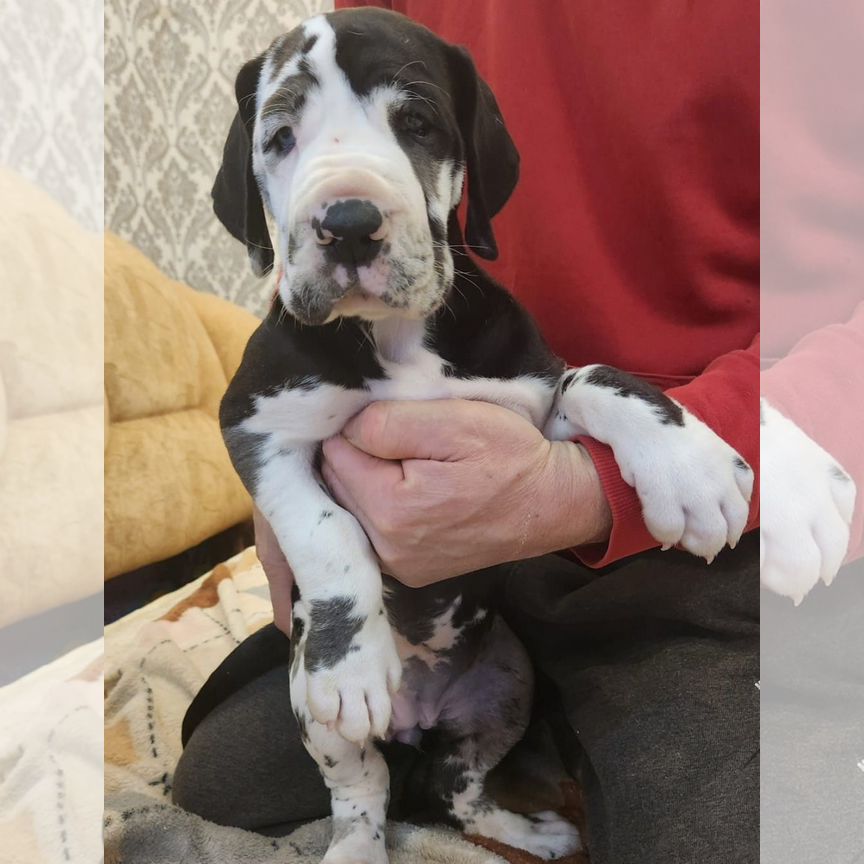 Щенки немецкого дога