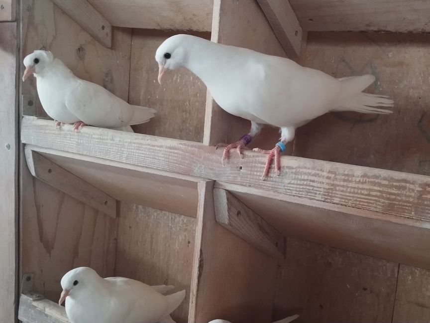 Голуби Бакинские Широкохвостые