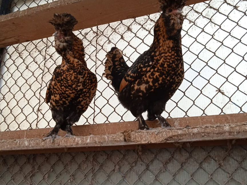 Павловские куры