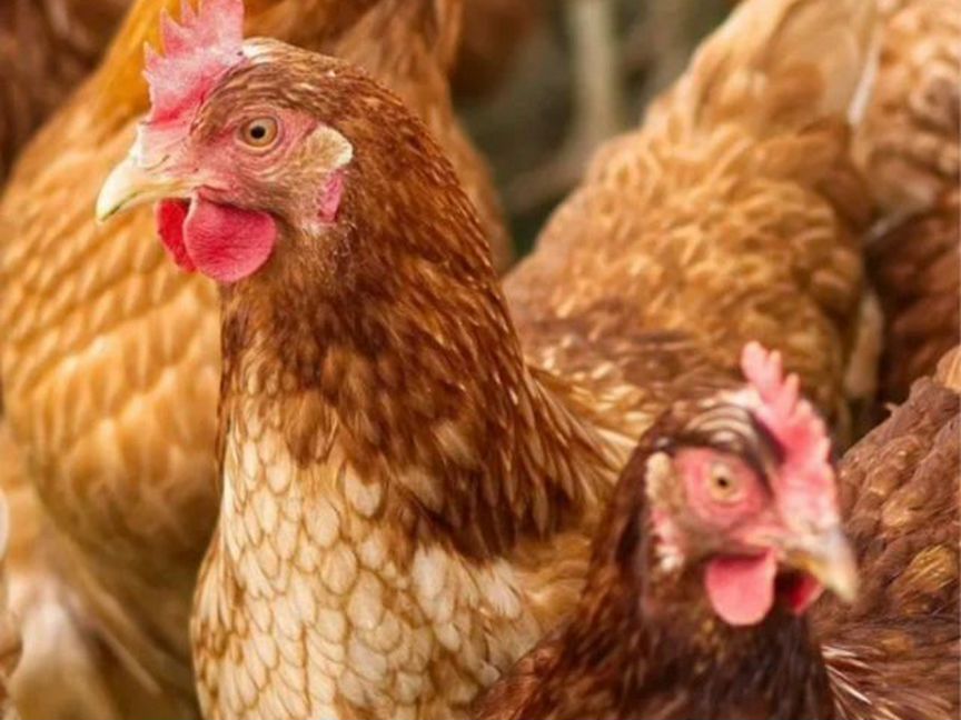 Куры несушки