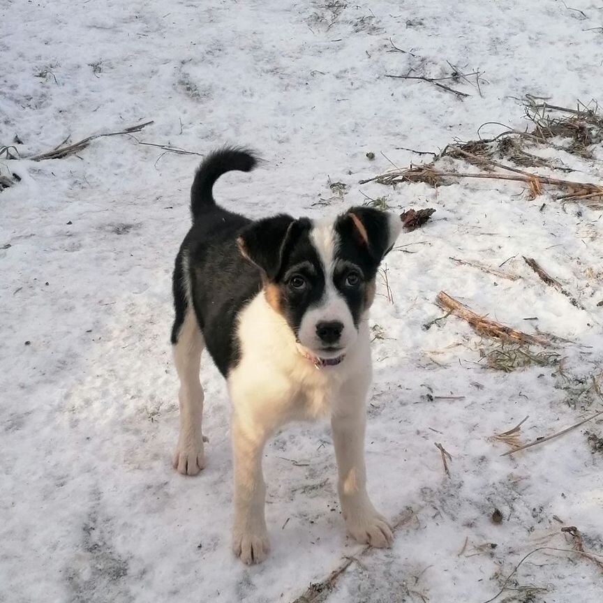 Щенок Бим. 3 месяца