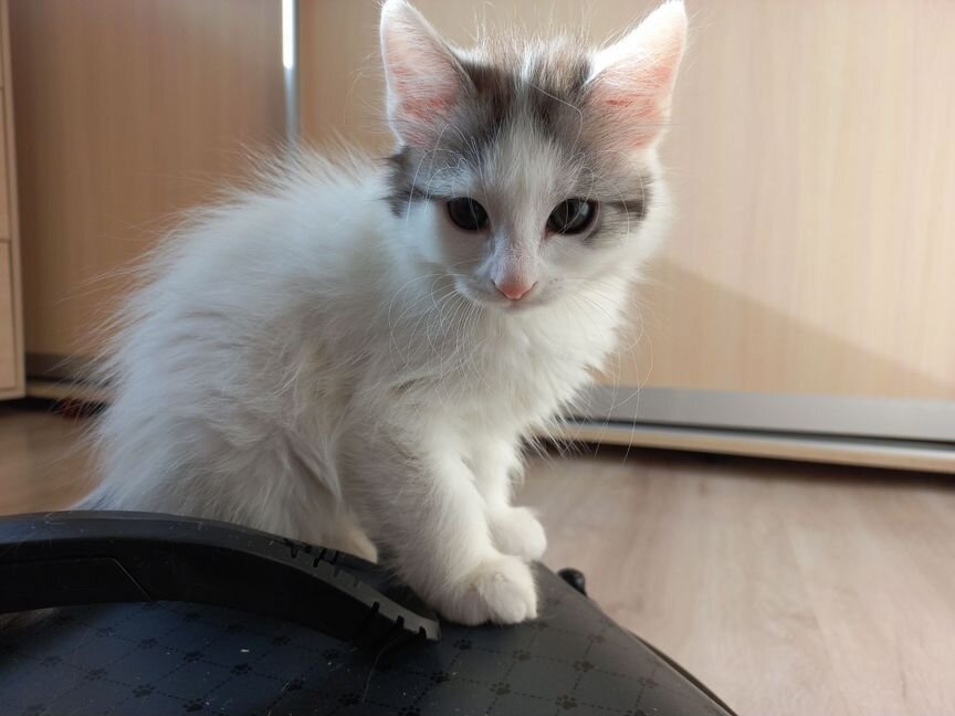 Котята метисы