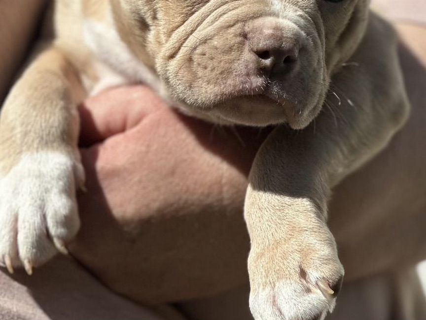 Детки Американского булли