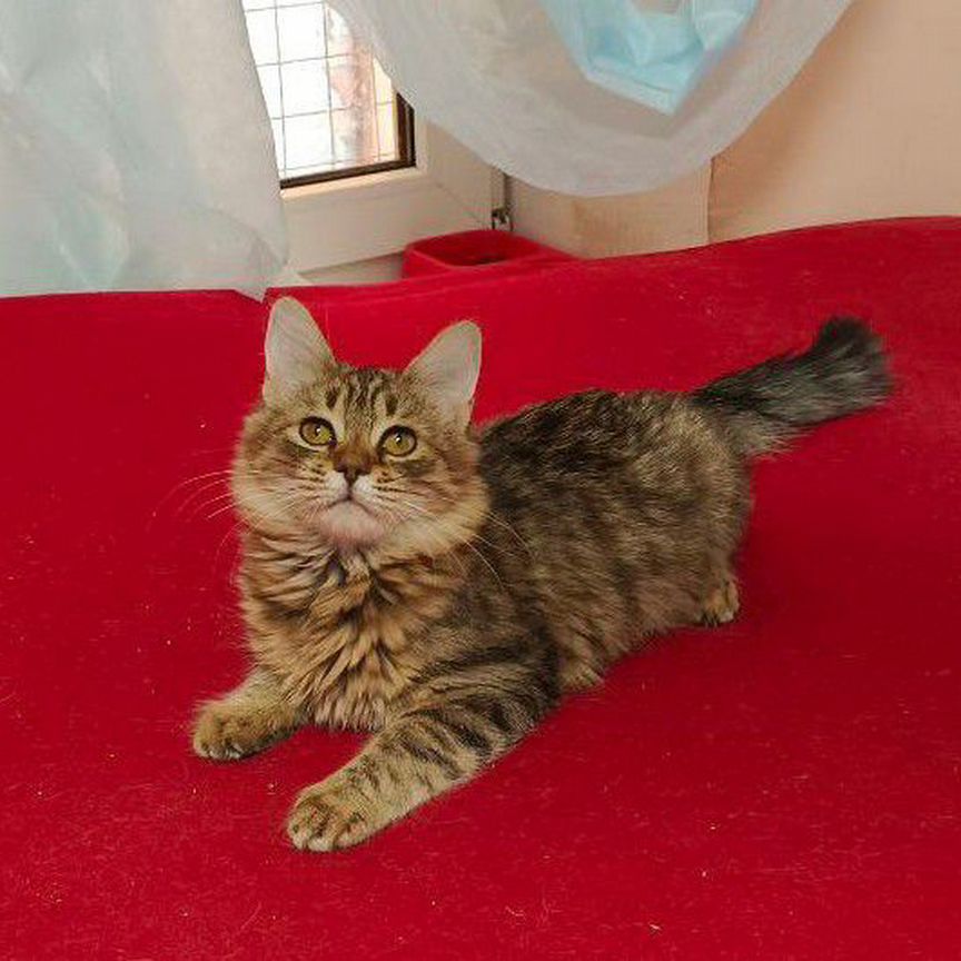 Девочка ищет семью