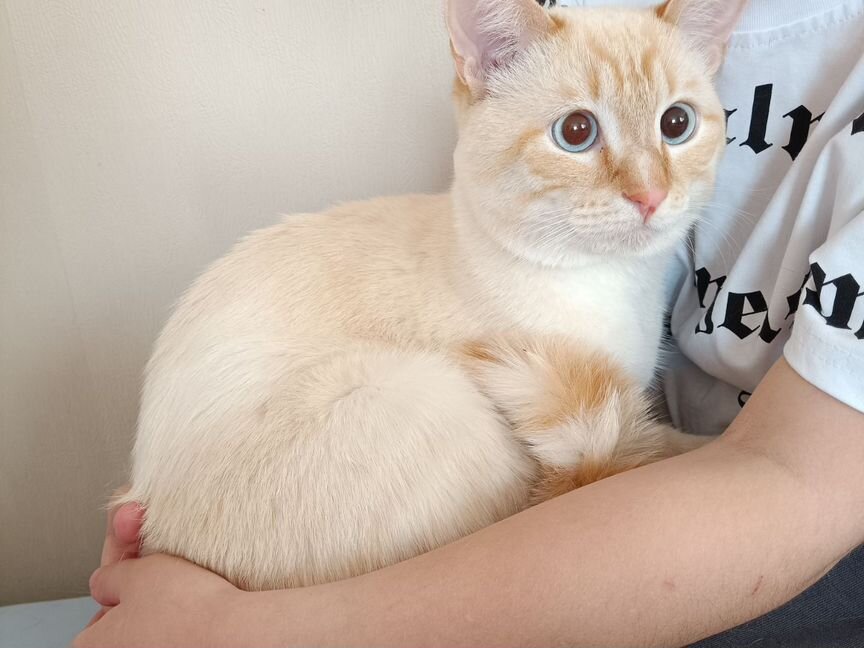 Котик Макар ищет новый дом