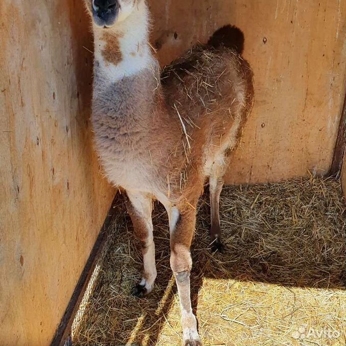 Лама глама, трёхцветная