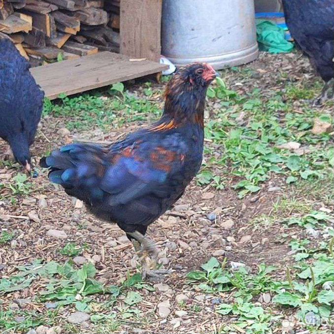 Красивый молодой петушок. Порода - амераукана
