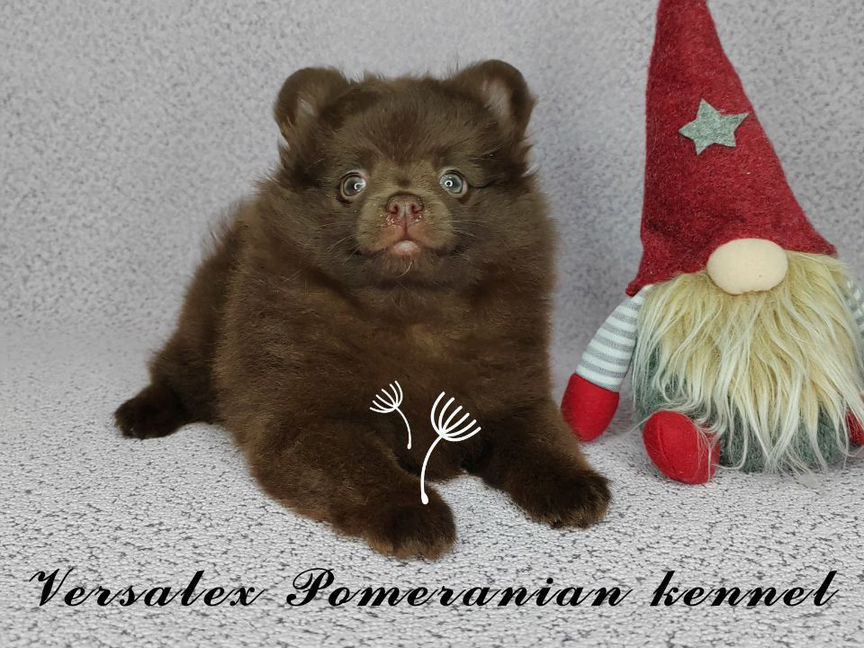 Померанский шпиц мини