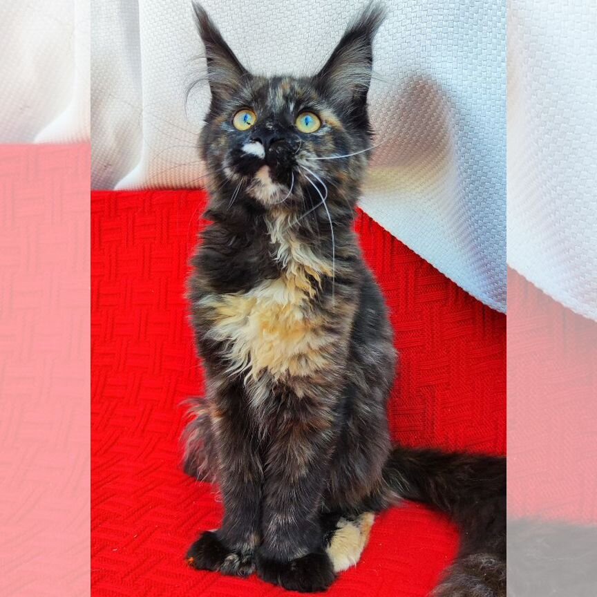 Мейн-кун полидакт Москва