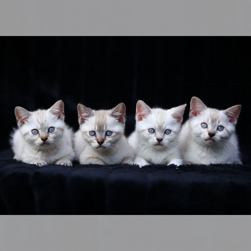 Котята Скоттиш Килт Манчкин (коротколапые)