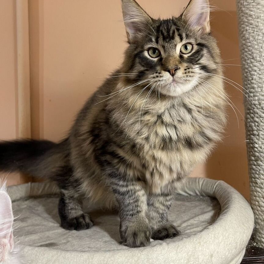 Мейн-кун котёнок