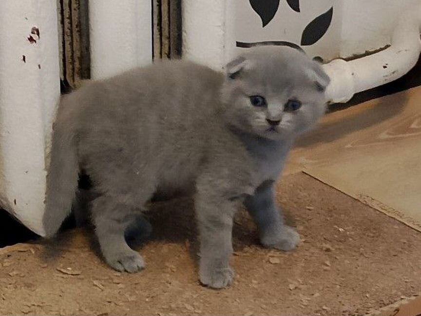 Очаровательные котятки