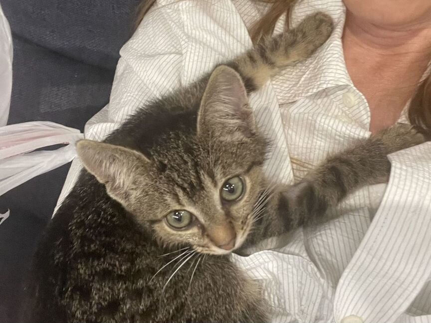 Котик по имени Шпрот, 2 месяца