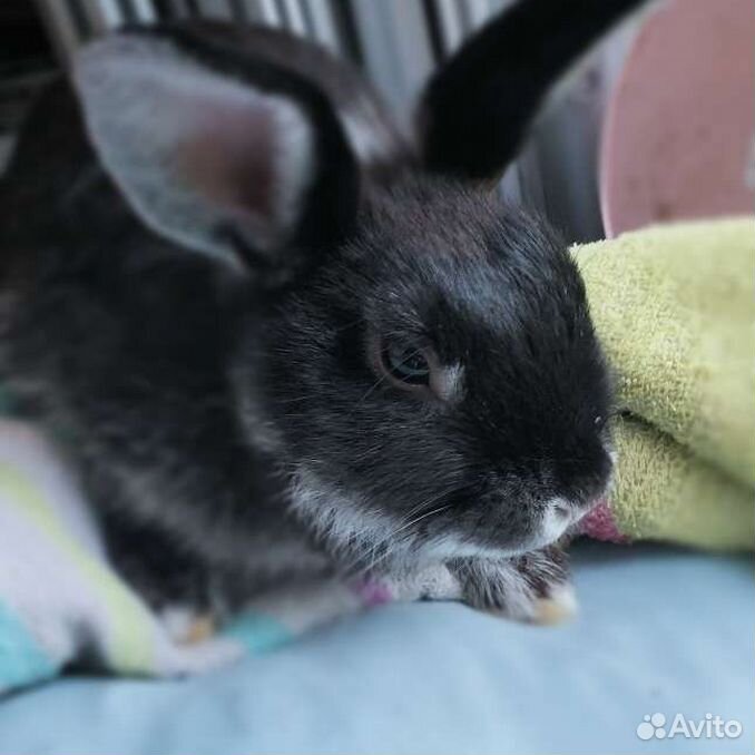 Крольчата декоративные ручные