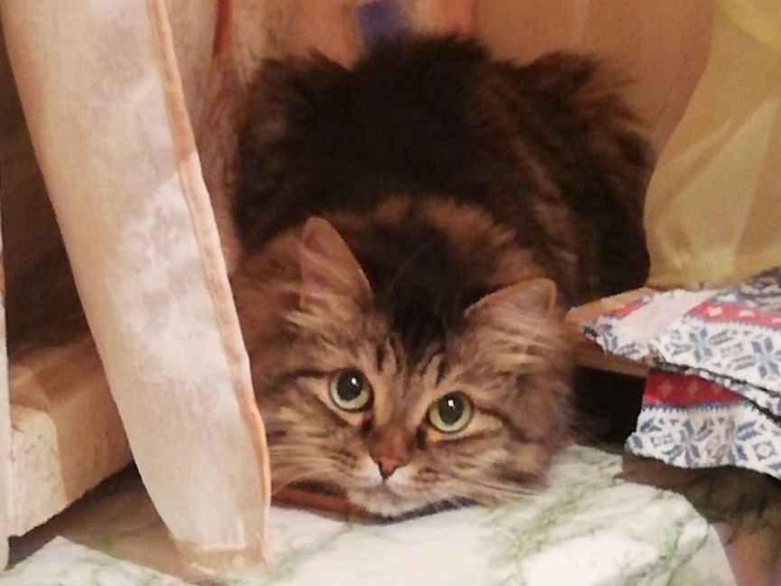 Кошки