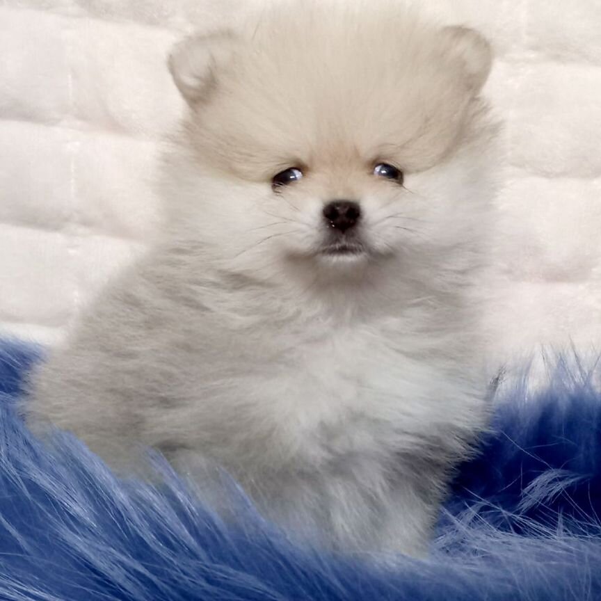 Померанский шпиц, щенок
