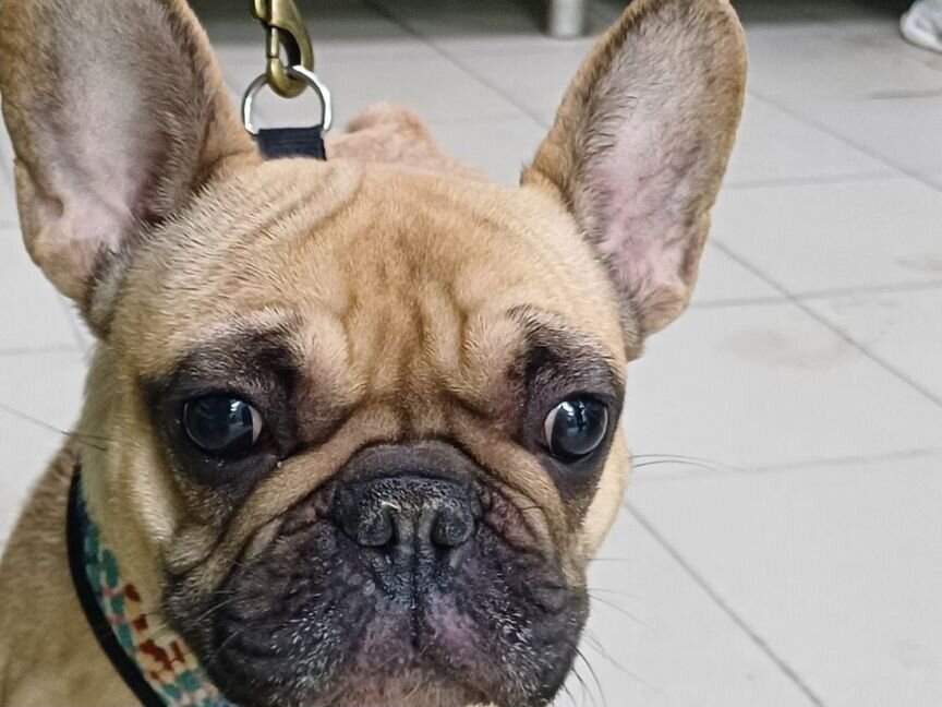 Французский бульдог Далила