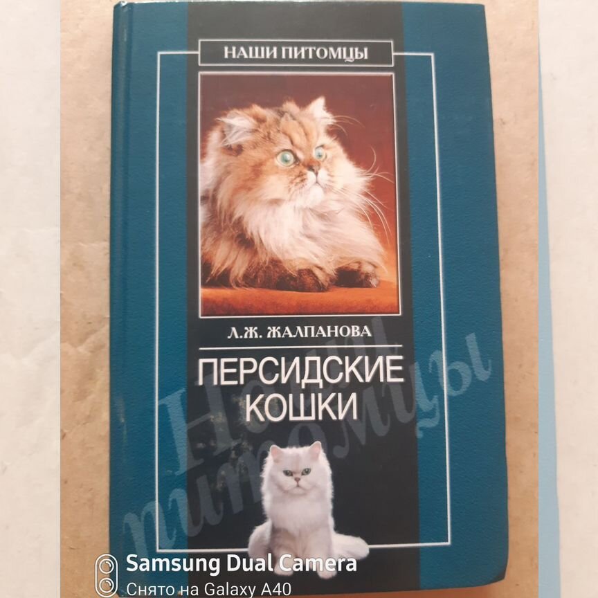 Наши питомцы персидские кошки