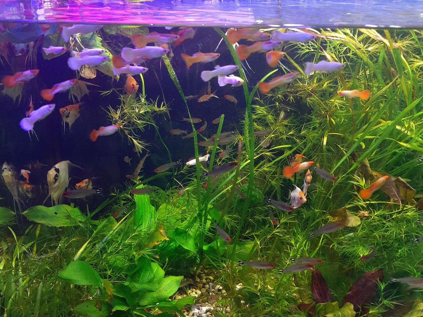 Аквариумные рыбки
