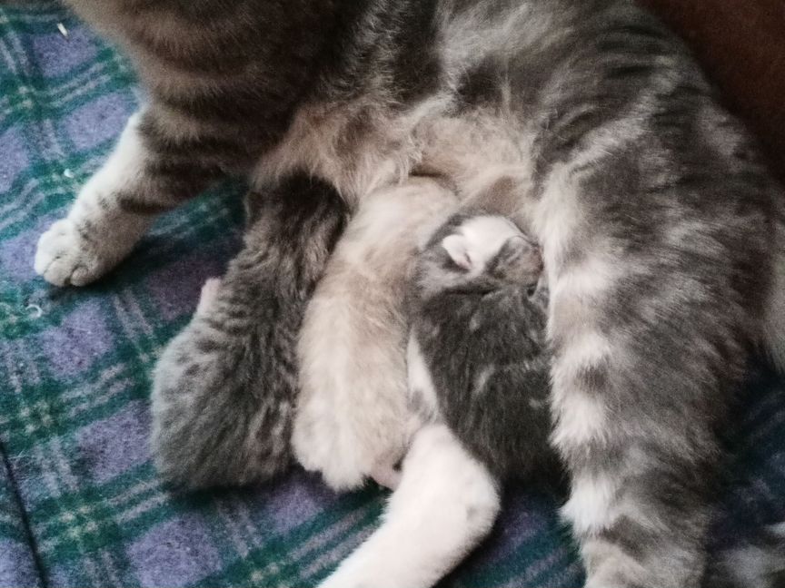 Кошка