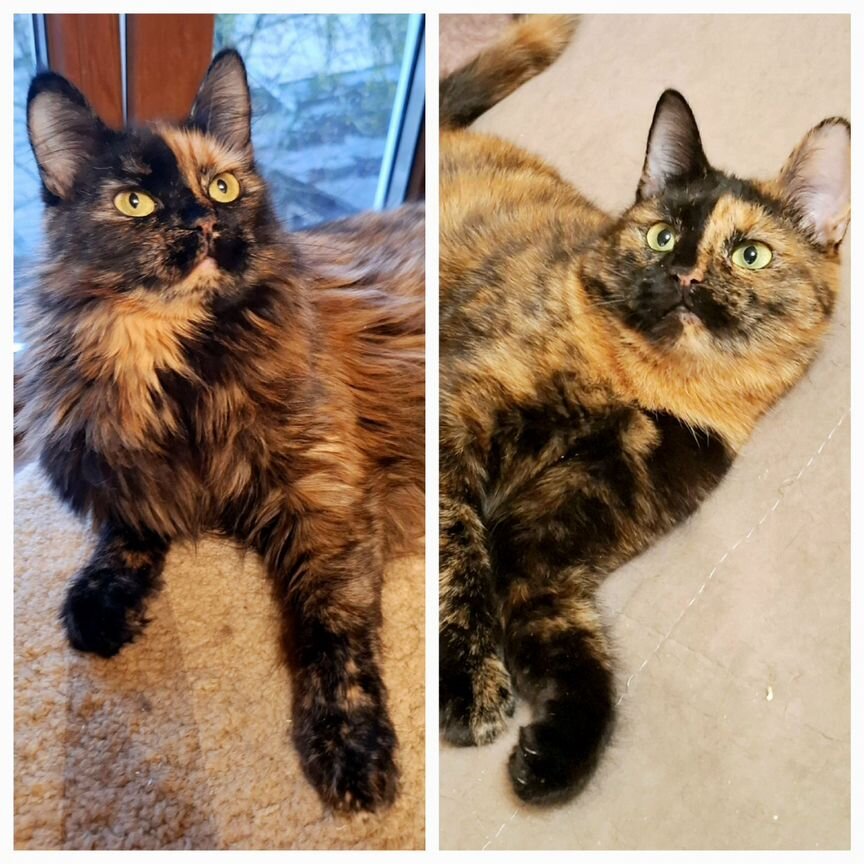 Неразлучники в добрые руки (см. видео)