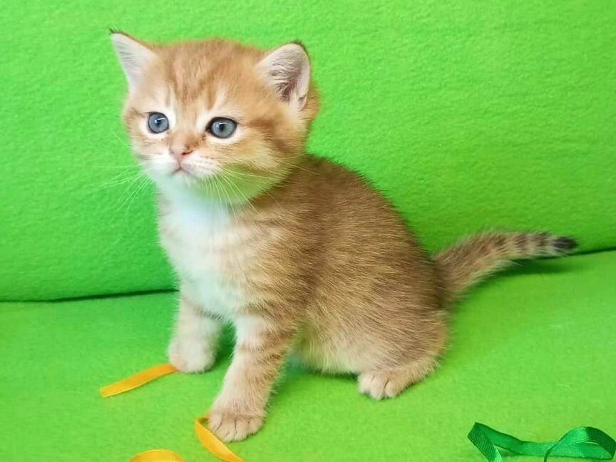 Котенок Золотая шиншилла ny 24 мальчик