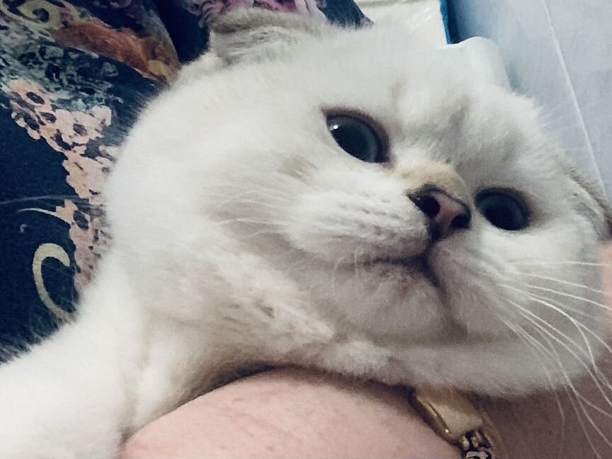 Шотландская вислоухая
