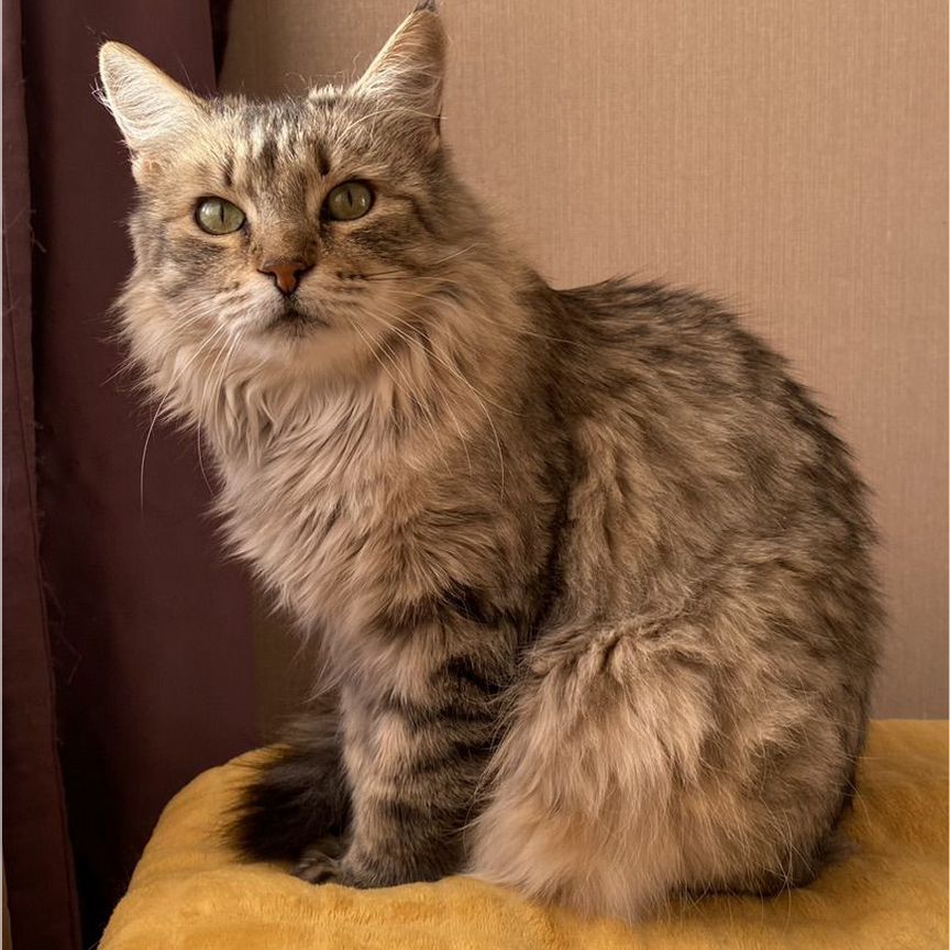 Кошка ищет дом