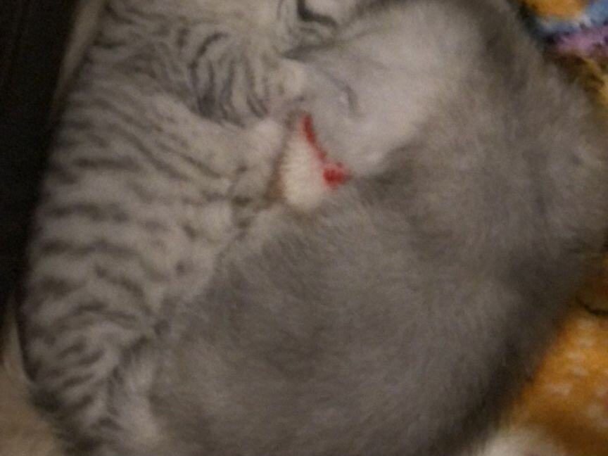 Котята от шотлаской вислоухой кошки