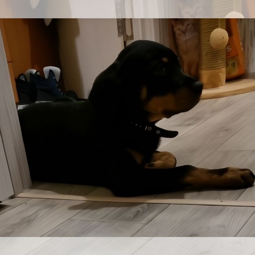 Ротвейлер, щенок