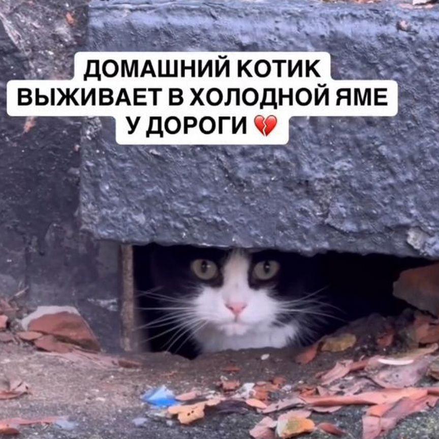 Домашний кот в беде.Плачет в яме возле дороги