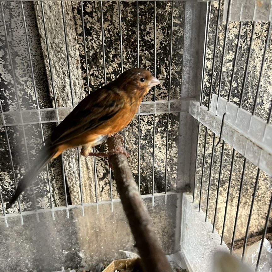 Канарейки самцы и самки