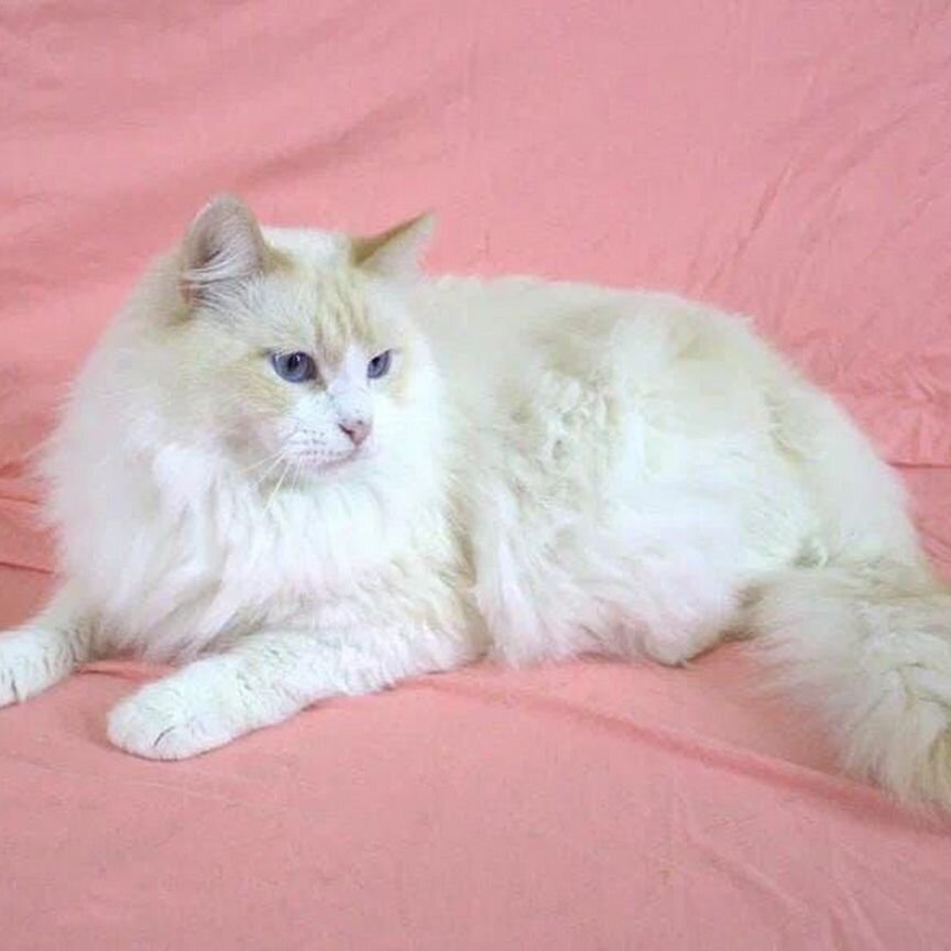 Кошки