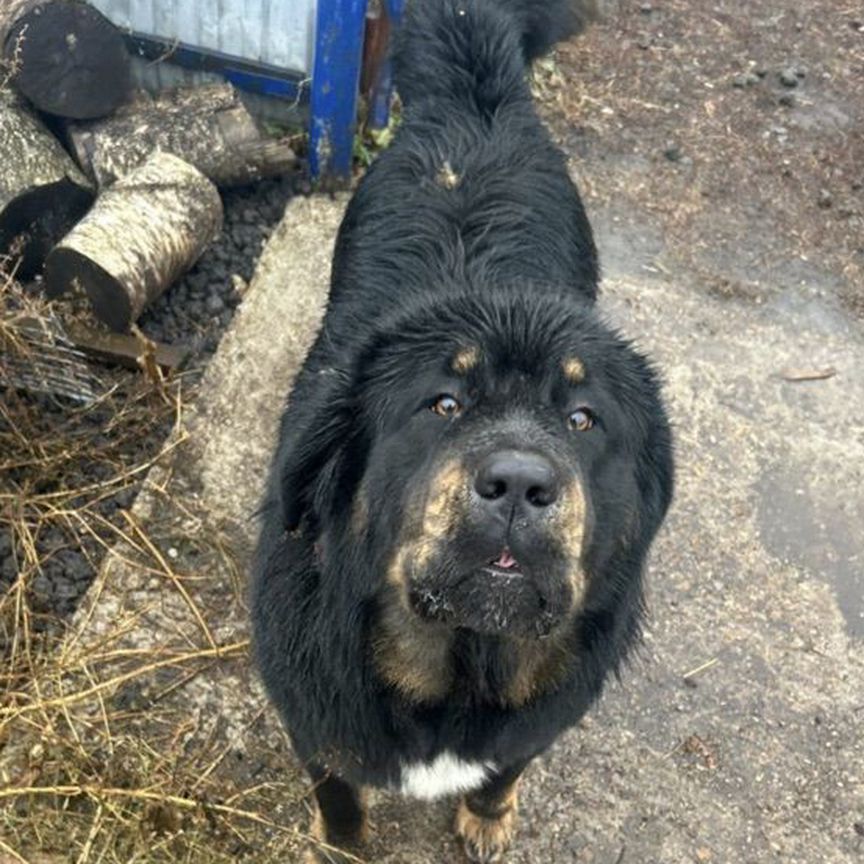 Два тебеских мастифа