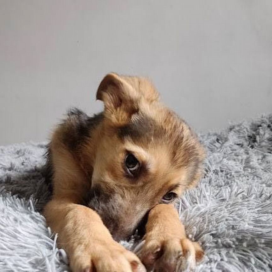 Щенок в добрые руки бесплатно