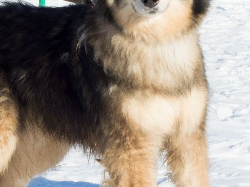 Великолепный пес Костик