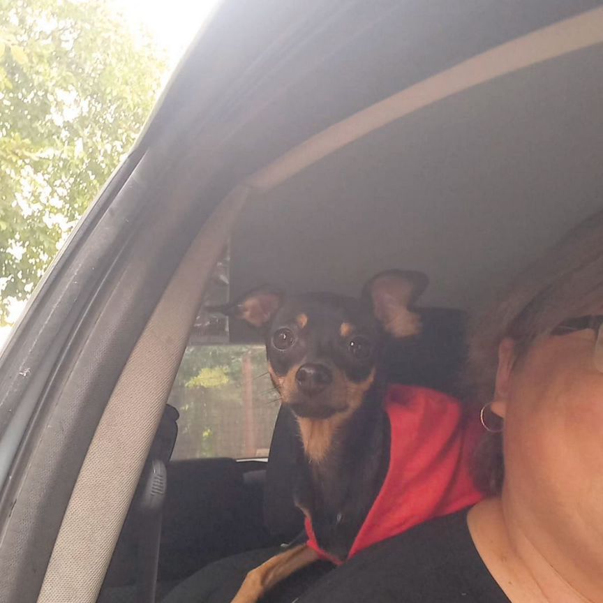 Мини той-терьер щенки