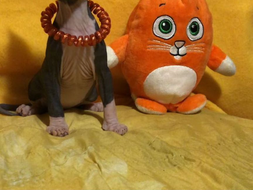 Канадские сфинксы-девочки