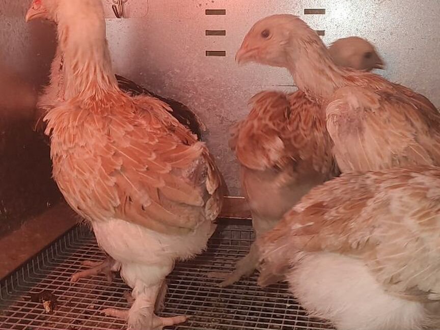 Фавероль цыплята