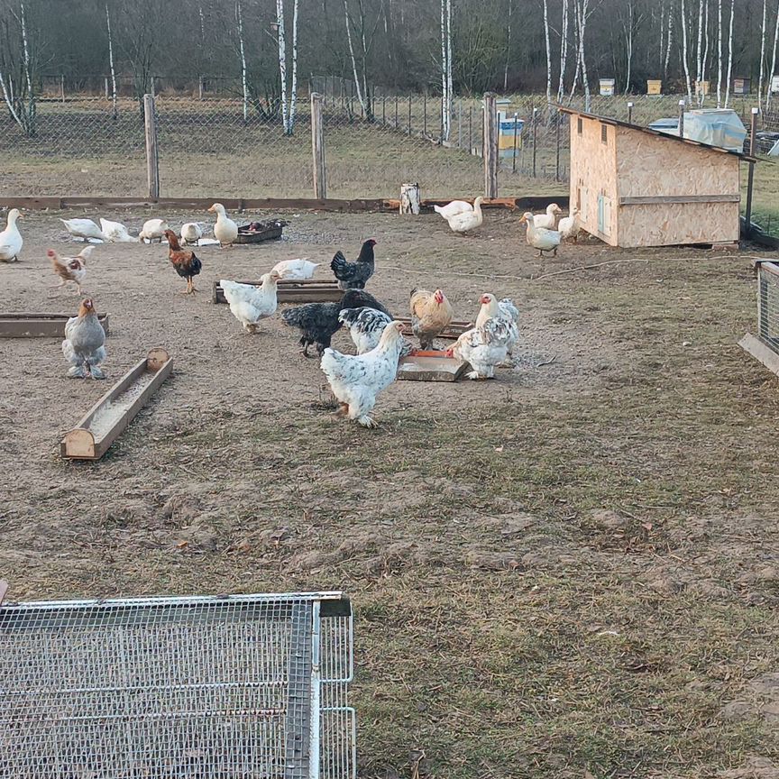 Петушок брама