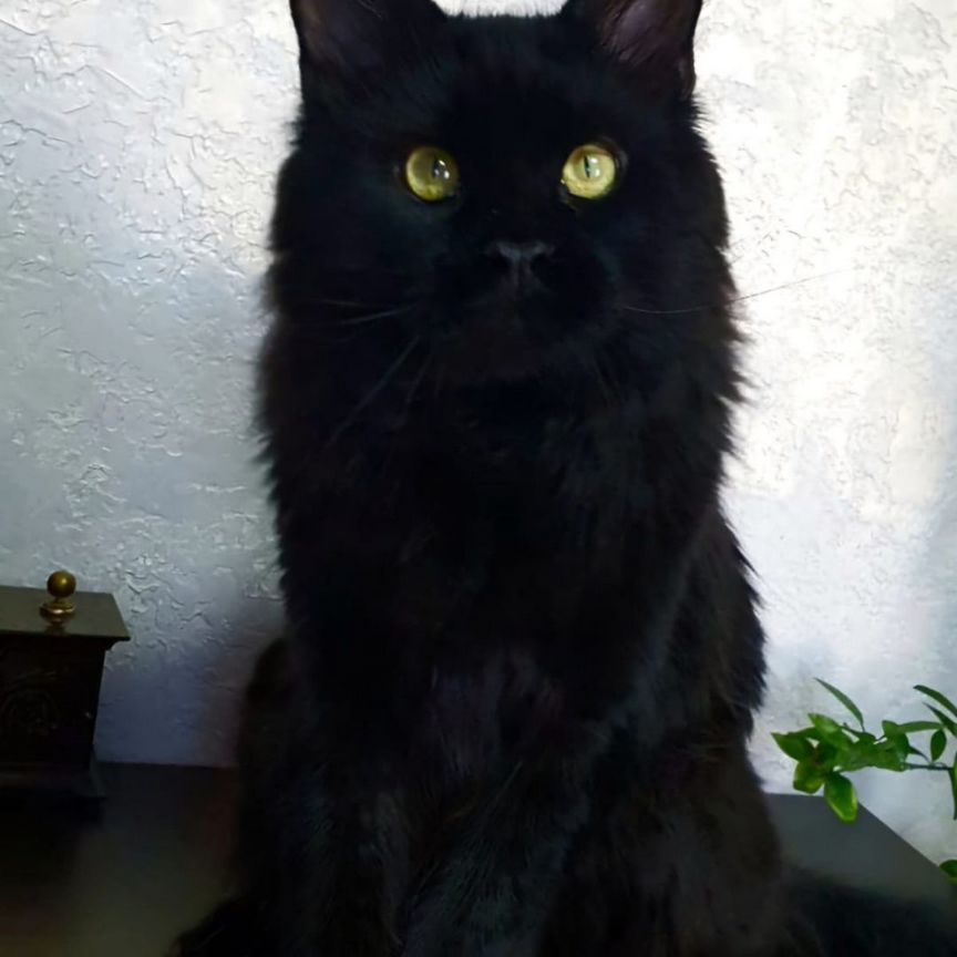 Продаётся полидакт в разведение